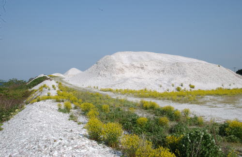 Bionic Design of the Scallop Shell